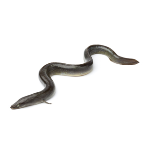 Our Products – Real Food EST